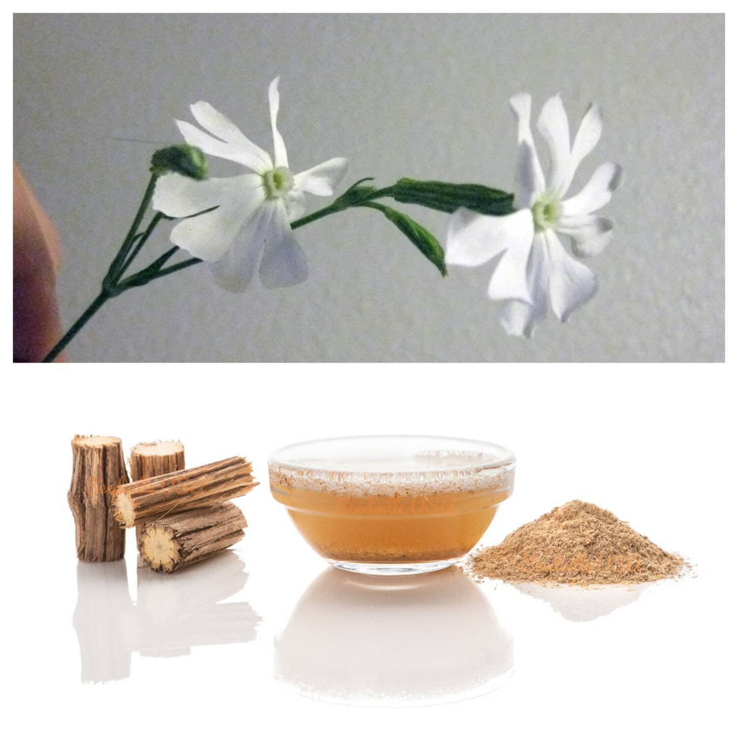 10 AFRICAN DREAM ROOT Silene Undulata Xhosa Herb White Ways Campion ...