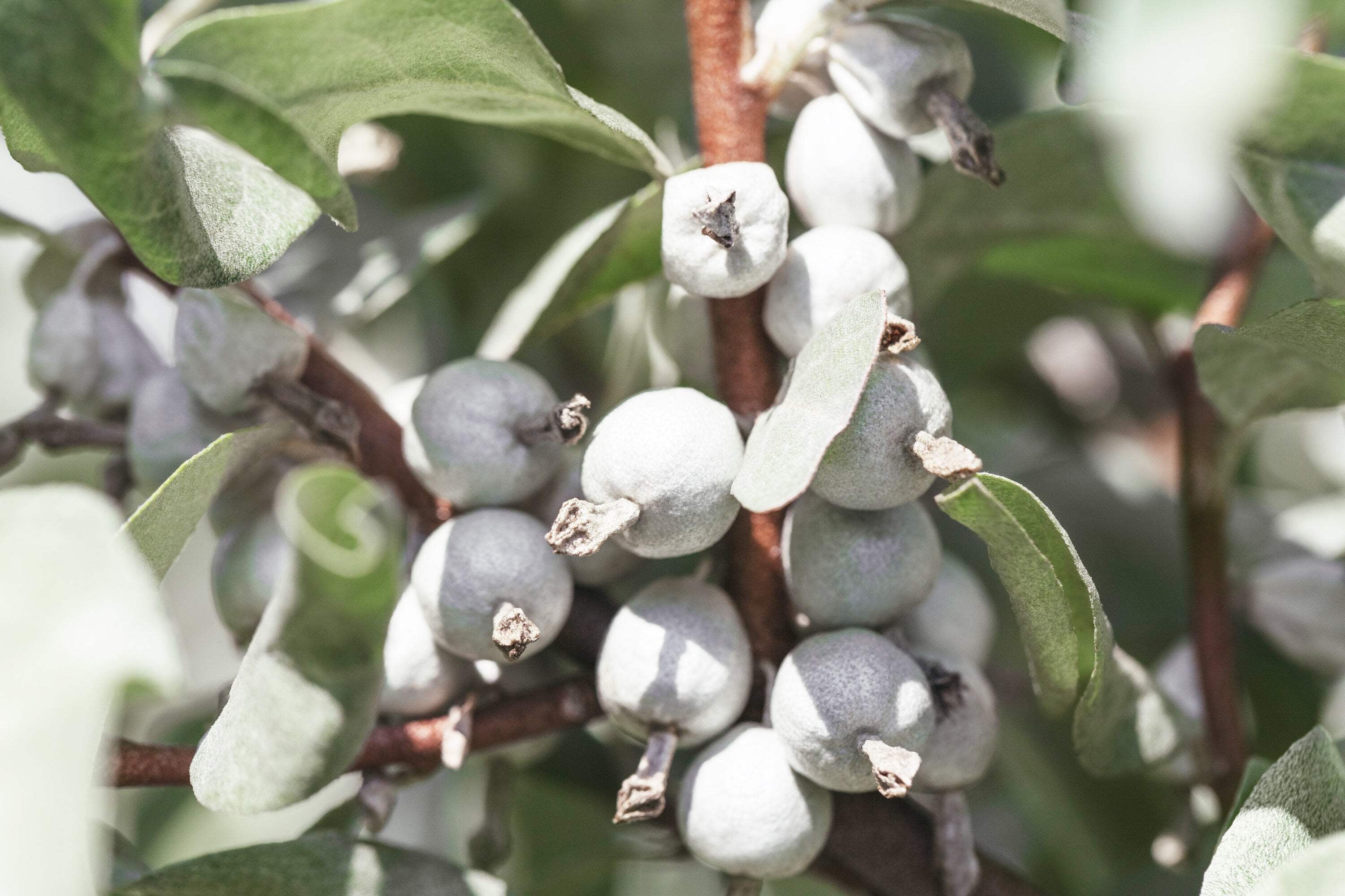 Seedville USA, American Silverberry Seeds, Elaeagnus Commutata, Silvery ...