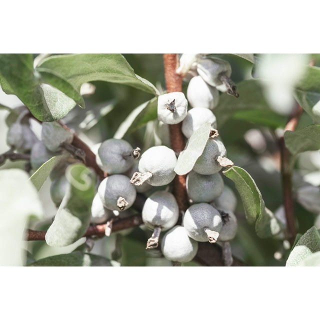 10 AMERICAN SILVERBERRY Elaeagnus Commutata aka Wolf Willow Wolfberry ...