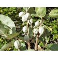 10 AMERICAN SILVERBERRY Elaeagnus Commutata aka Wolf Willow Wolfberry ...