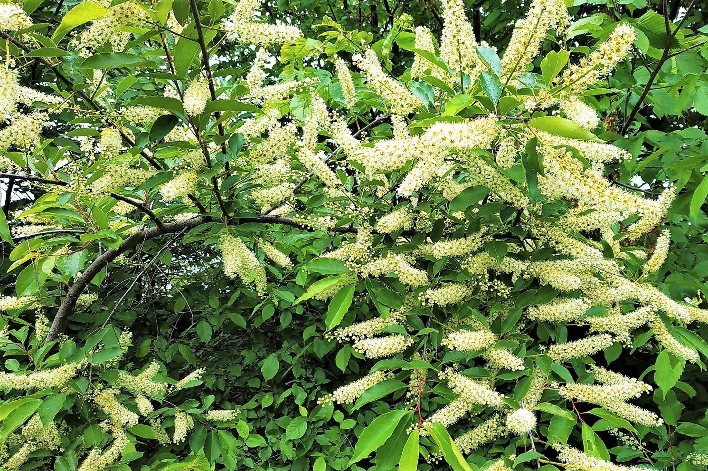 10 AMUR MAACKIA Cladrastis Amurensis Tree Ornamental White Flower Legume Seeds - Walmart.com
