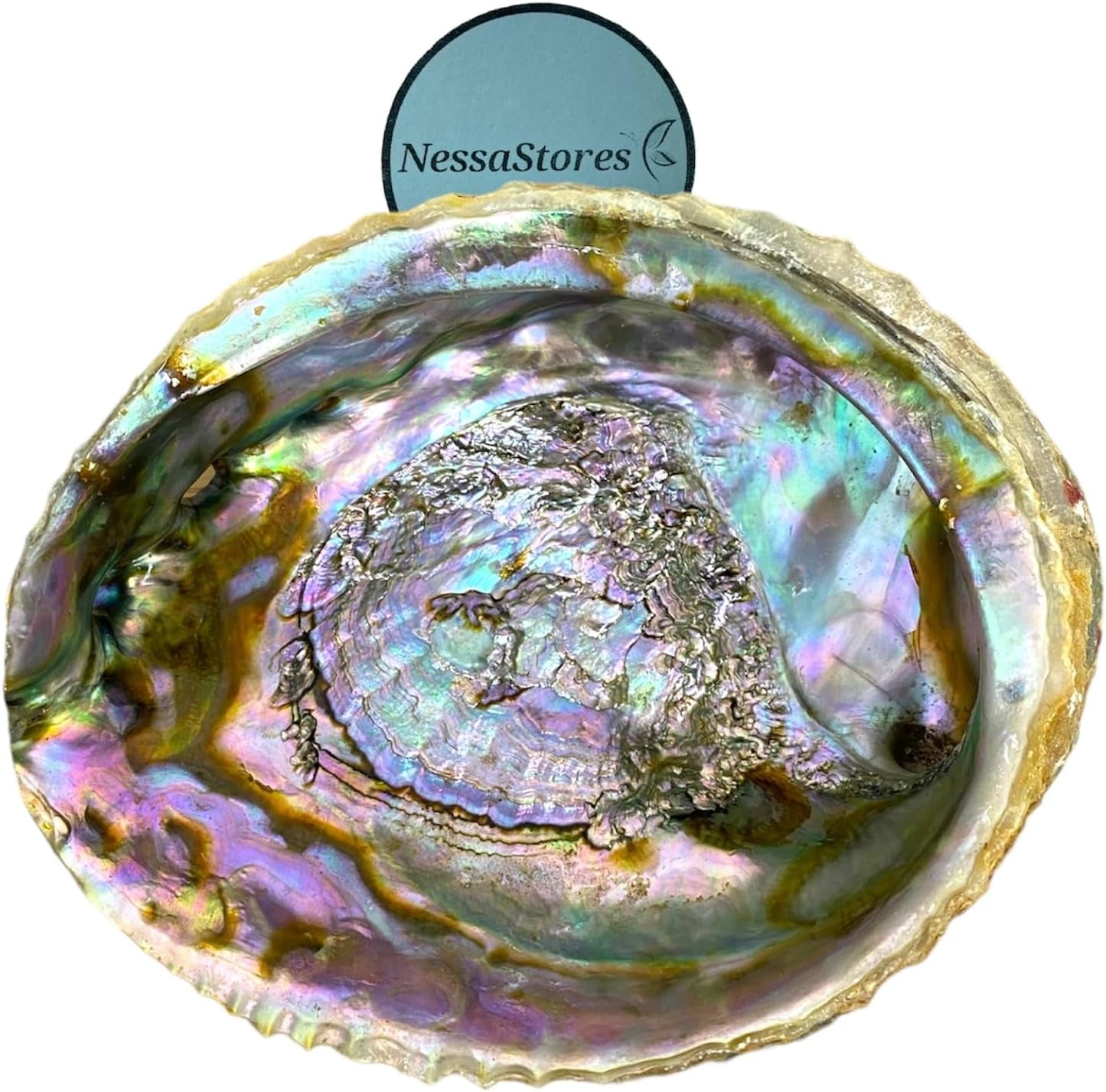 10 Abalone Shells Large 6-7 Inches | Beautiful All Natural Smudge Bowl ...