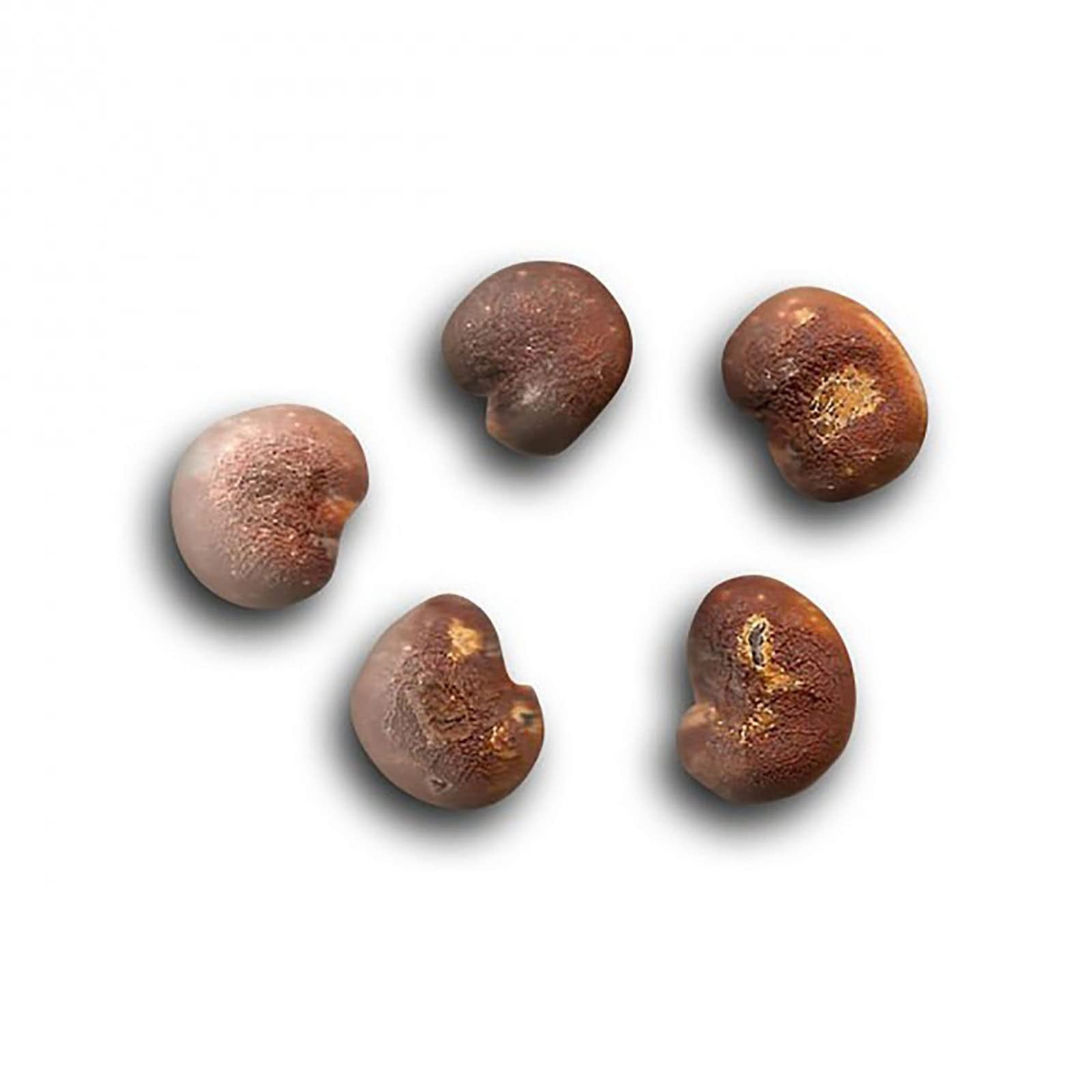 10 African Baobab Seeds - 10 Seeds (Adansonia digitata) - Pack of 10 ...