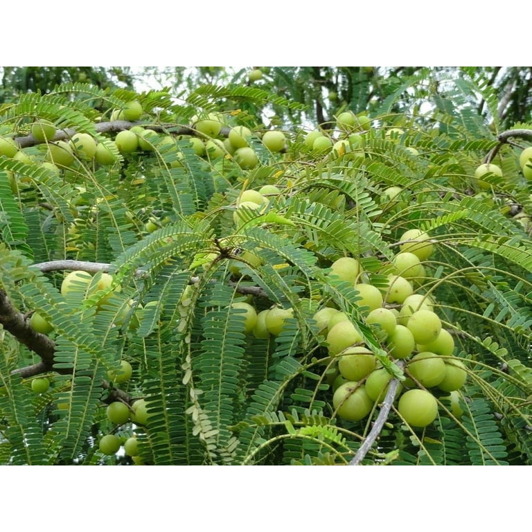 Indian Gooseberry