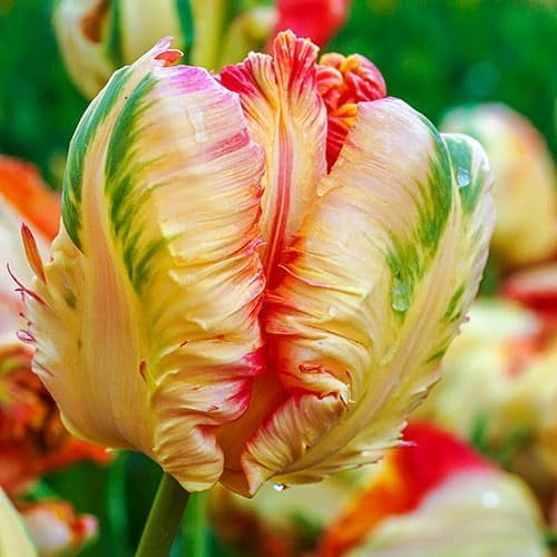 10 Apricot Parrot Tulip Bulbs for Planting - Easy to Grow Perennial Tulips (Apricot Tulips ...