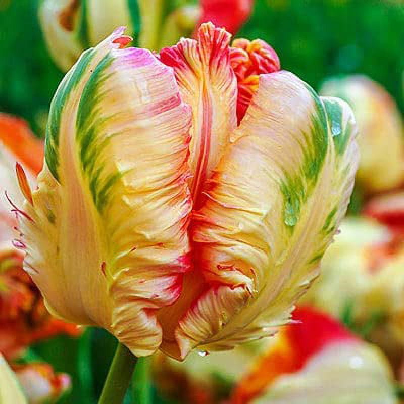Outdoor Fall Flower Value Pack: 10 Apricot Parrot Tulip Bulbs for Planting - Walmart.com