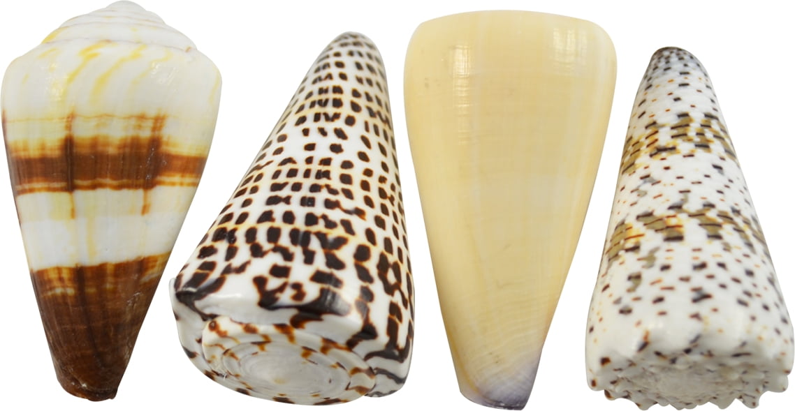 10 Assorted Cones Shells Seashells 3-4" (Set of 10) - Walmart.com