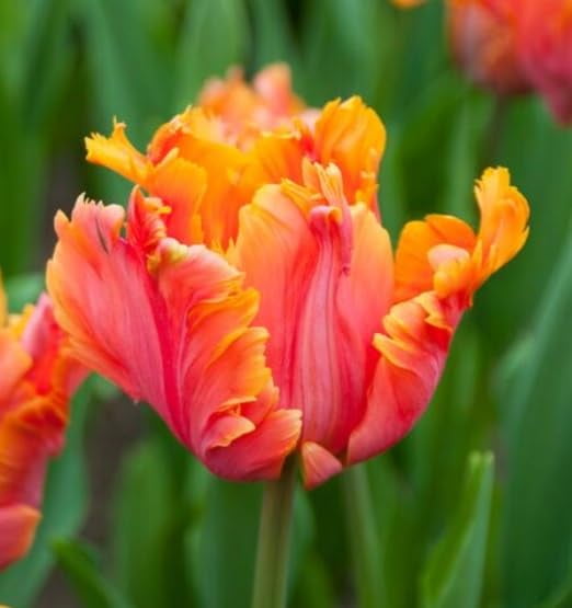 10 Avignon Parrot Tulip Bulbs for Planting - Easy to Grow Perennial Tulips - Walmart.com