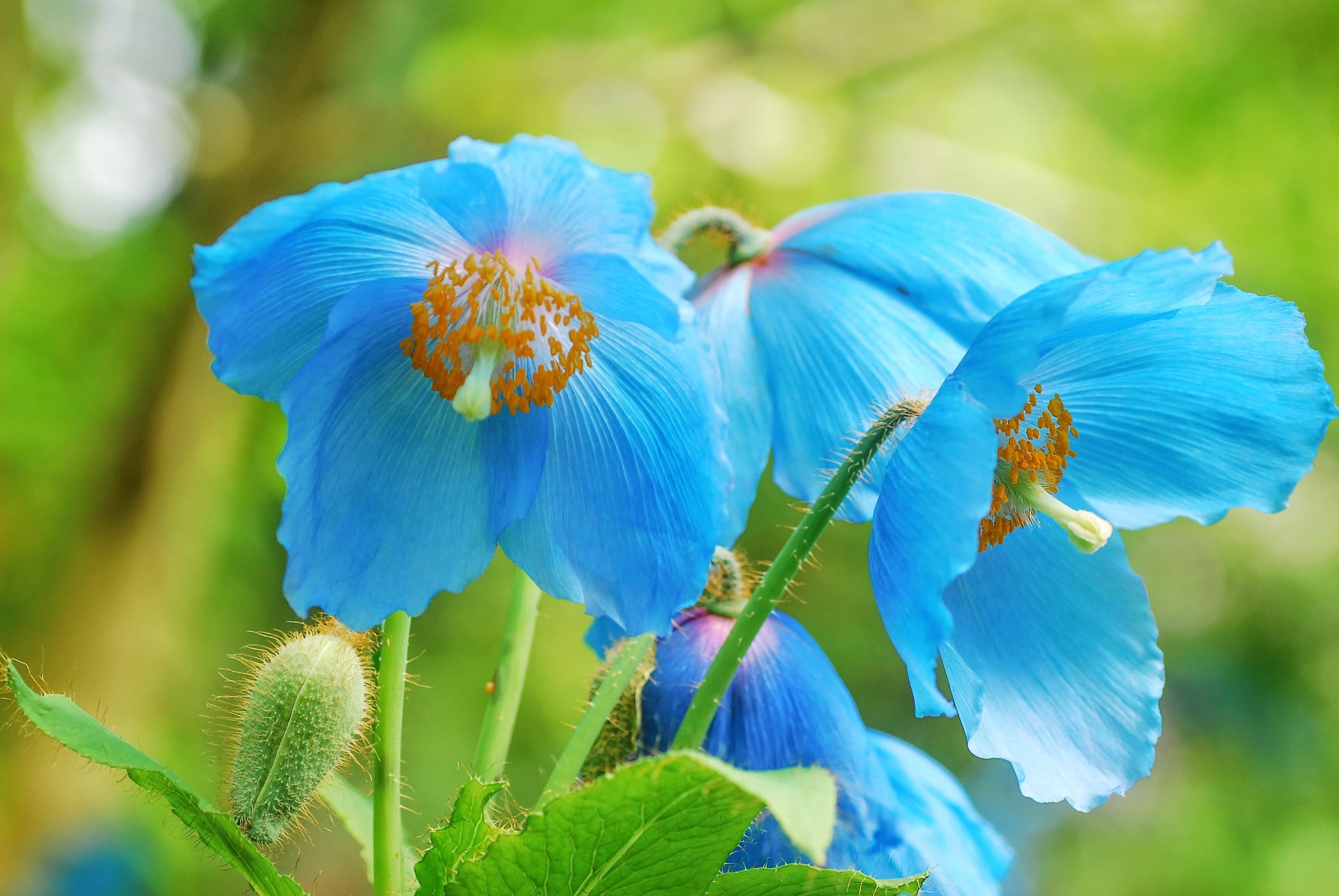 10 BLUE HIMALAYAN POPPY Tibetan Meconopsis Betonicifolia Flower Seeds ...