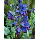 10 BLUE SHRIMP PLANT / Honeywort Cerinthe Major Flower Seeds - Walmart.com