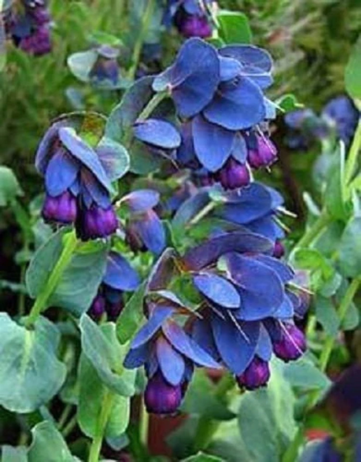 10 BLUE SHRIMP PLANT / Honeywort Cerinthe Major Flower Seeds - Walmart.com