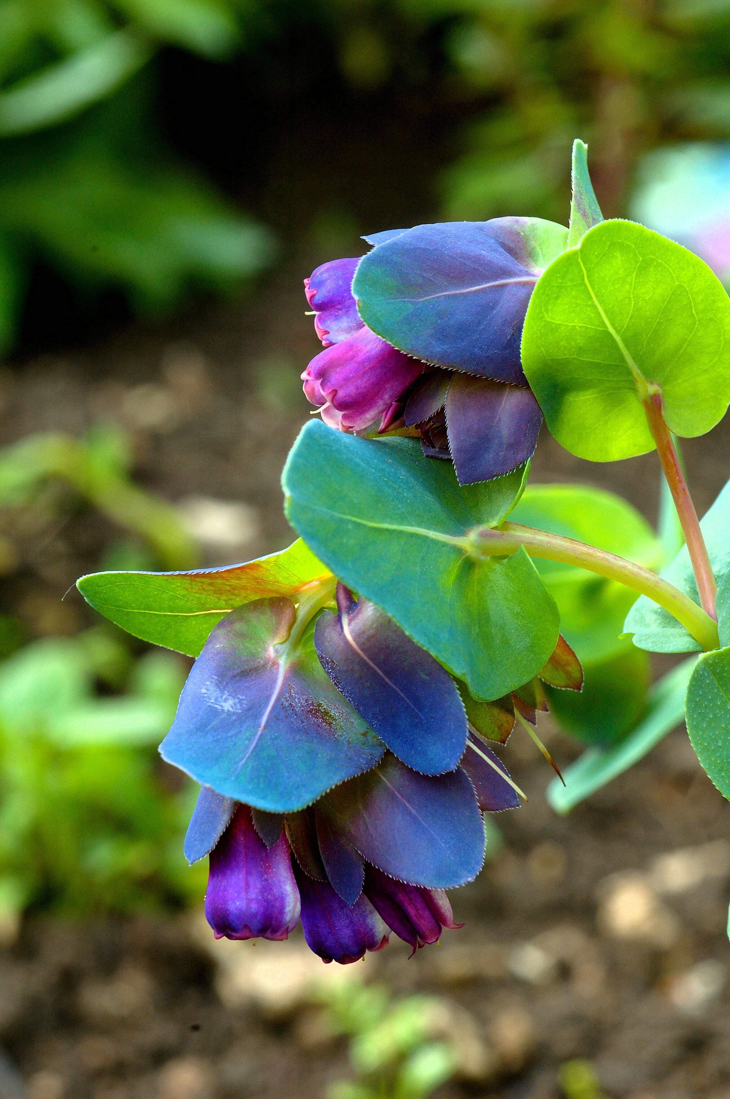 Seedville USA Blue Shrimp Plant, Honeywort Flower Seeds, Cerinthe Major ...