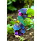 Seedville USA Blue Shrimp Plant, Honeywort Flower Seeds, Cerinthe Major ...