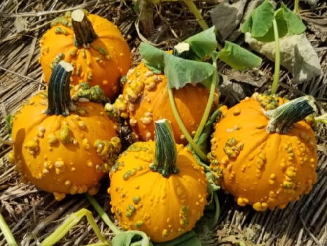 10 Baby Bumps Pumpkin Seeds for Planting - Smally Warty Fruits ...