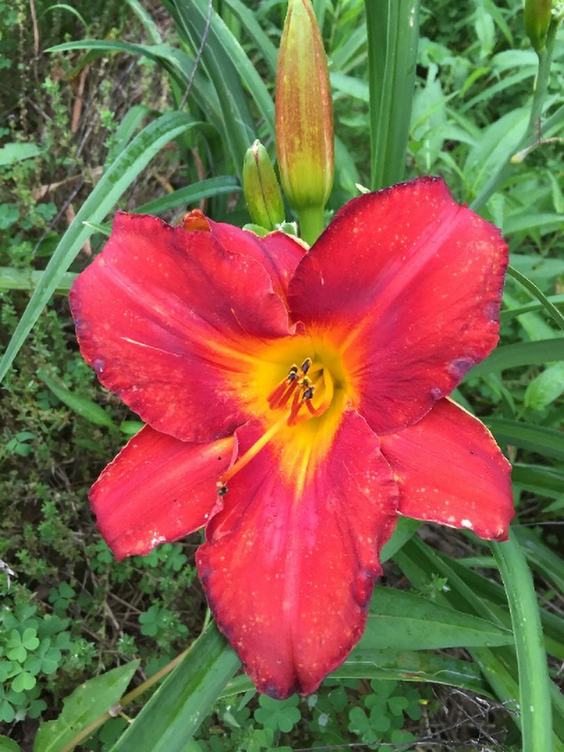 Hemerocallis Red