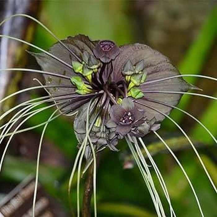 10 Black BAT FLOWER Devil Flower Seeds for a Unique and Exotic Garden ...