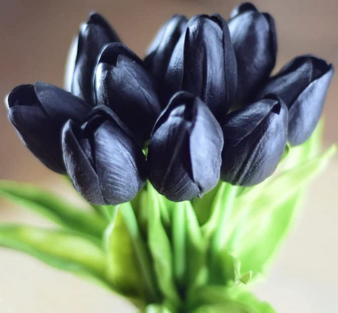 CZ Grain Black Tulip Bulbs, Queen of The Night, 10 Count, Spring ...