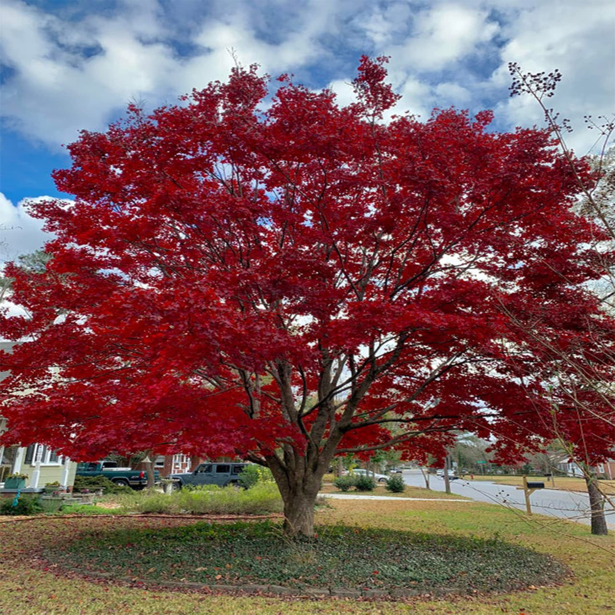 10 Bloodgood Japanese TWE5 Maple Tree Seeds,(Acer Palmatum), Red Ribbon Leaf Japanese Maple ...