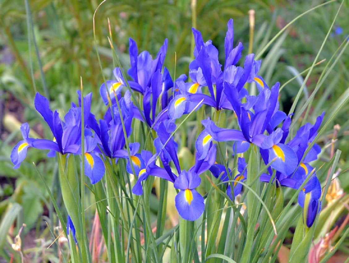 CZ Grain Blue Iris Plant Bulbs (10 Count), Easy to Grow - Walmart ...