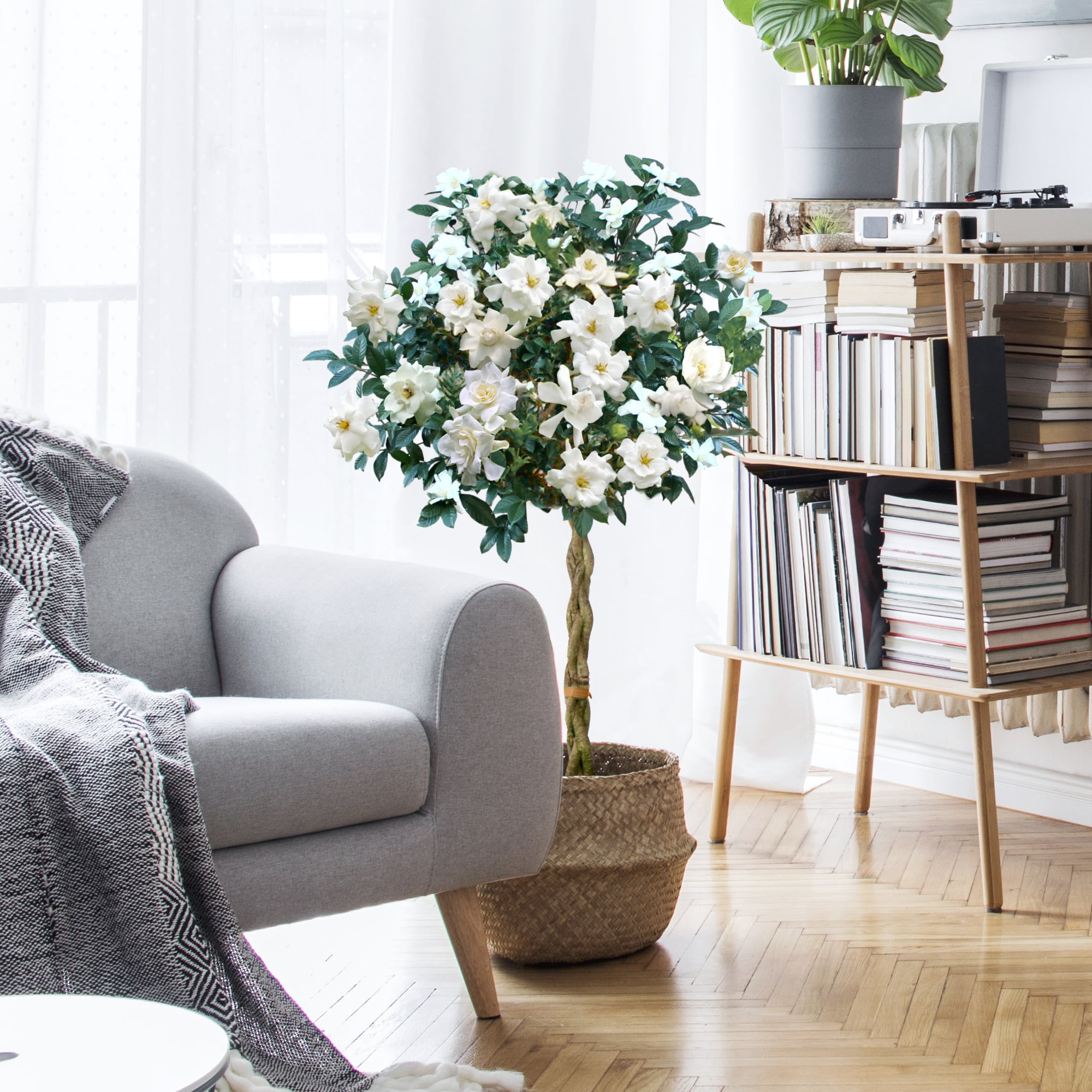 10" Braided Gardenia Live Tree in a 10" Grower Pot Full Sun - 1 Piece ...