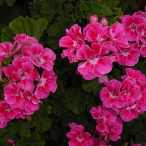 10 Bright Pink Geranium Seeds Hanging Basket Perennial Flowers Seed ...