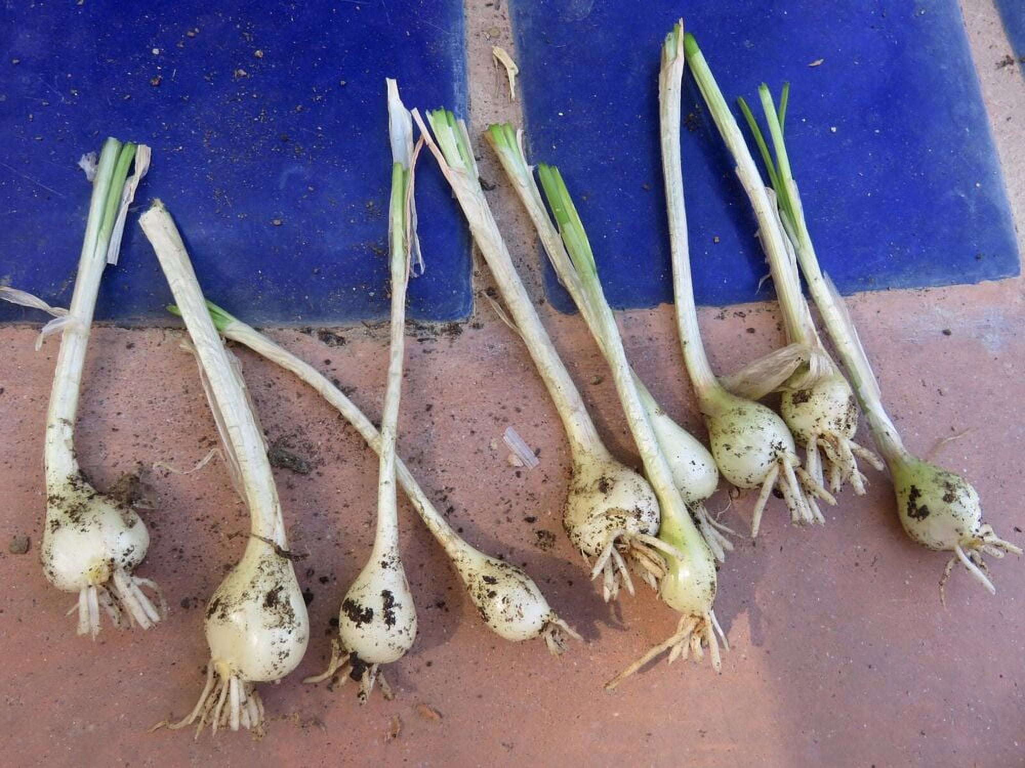 10 Bulbs Pickled Leek Allium chinense Onion (Vietnam Cu Kieu Hue ...