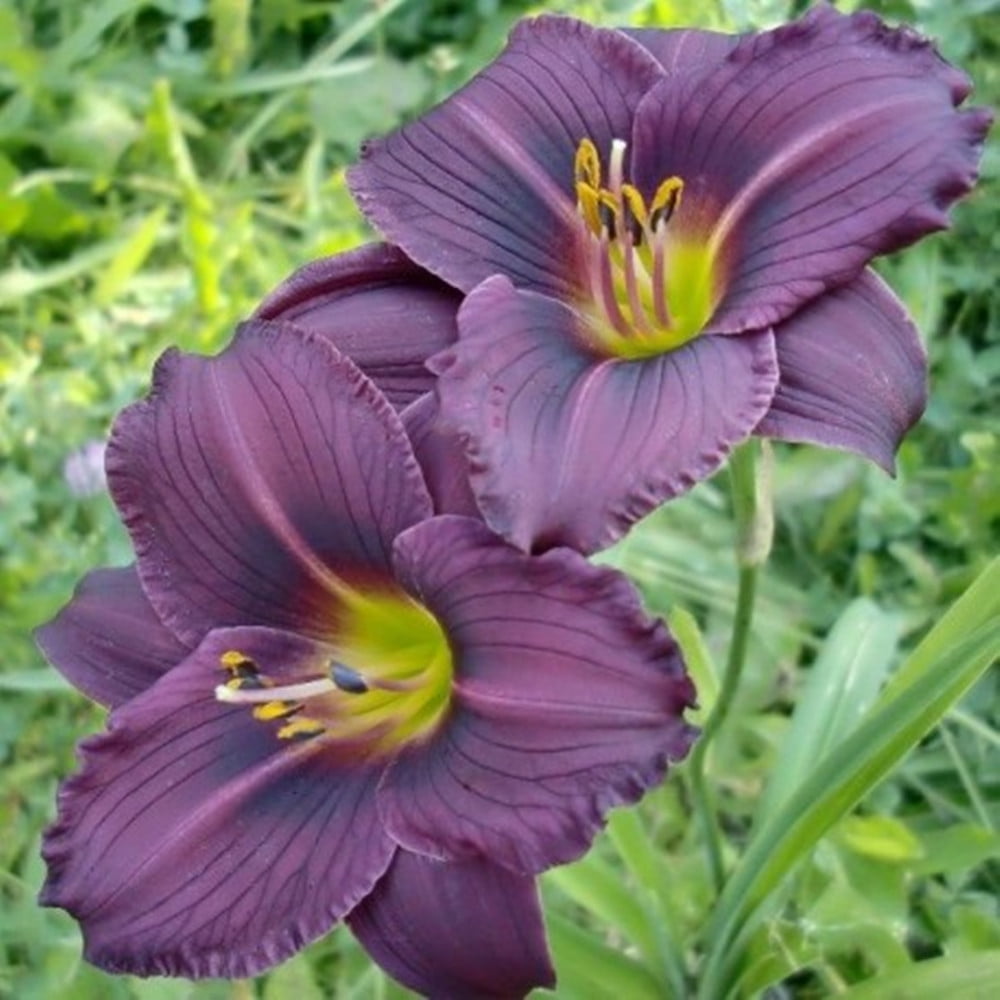 10 Bulbs WILD DAYLILY BULBS(ROOT SYSTEM) (HEMEROCALLIS FULVA) Easy to ...