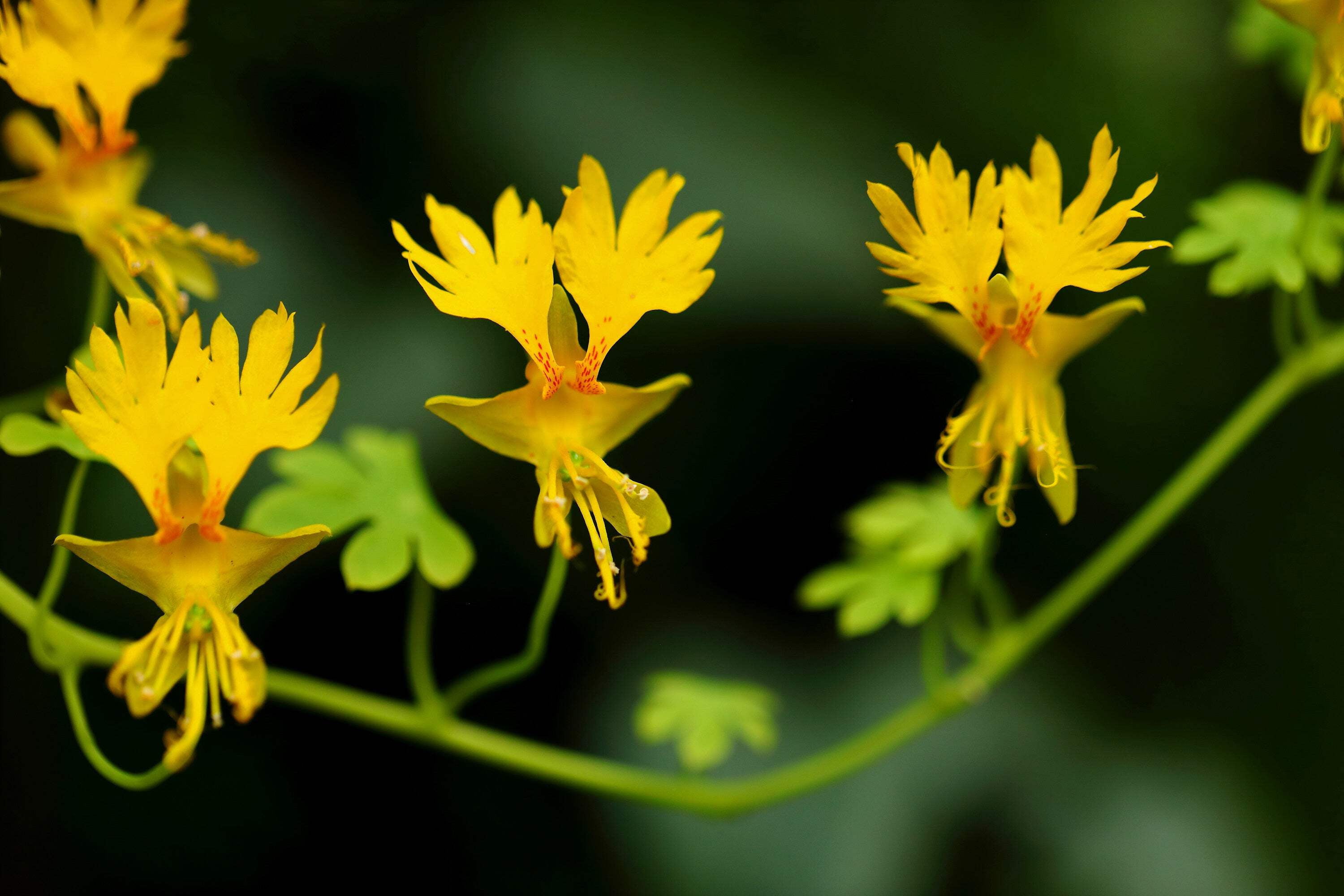 10 CANARY CREEPER NASTURTIUM Vine Tropaeolum Peregrinum Yellow ...