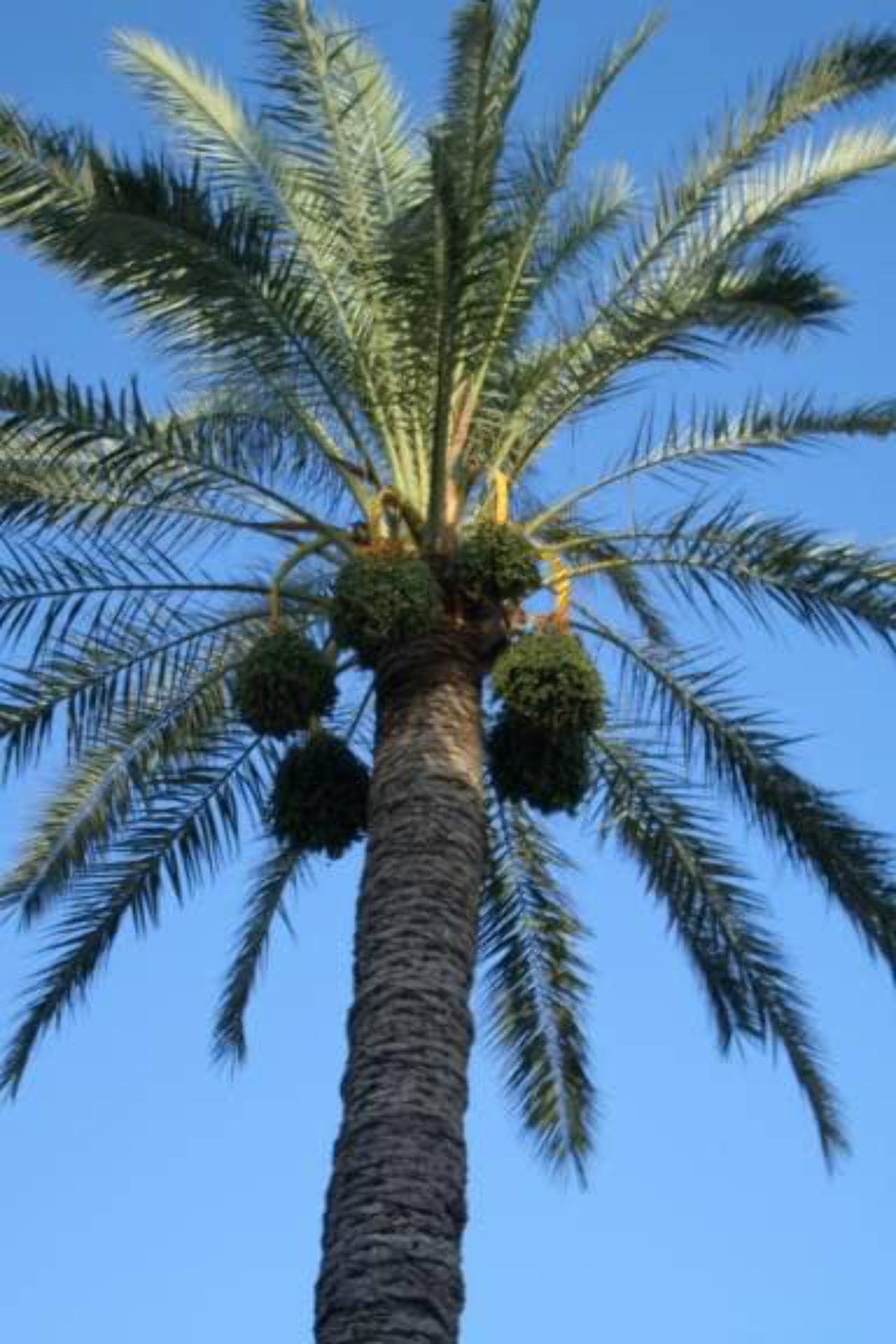 Seedville 10 Canary Island Date Palm Plant Seeds - Walmart.com