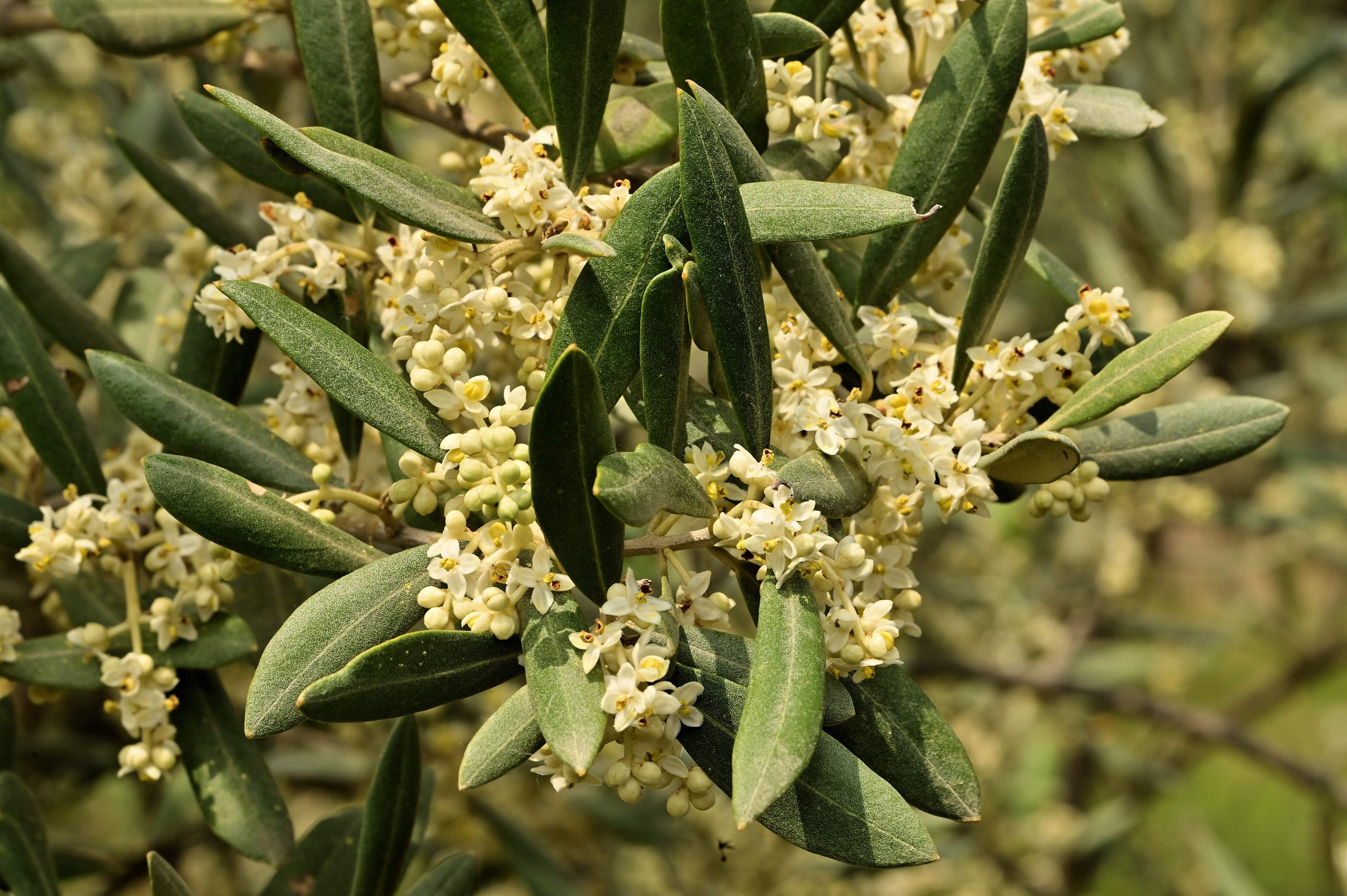 10 CANINO OLIVE TREE Olea Europaea Canino Edible European Common Green ...