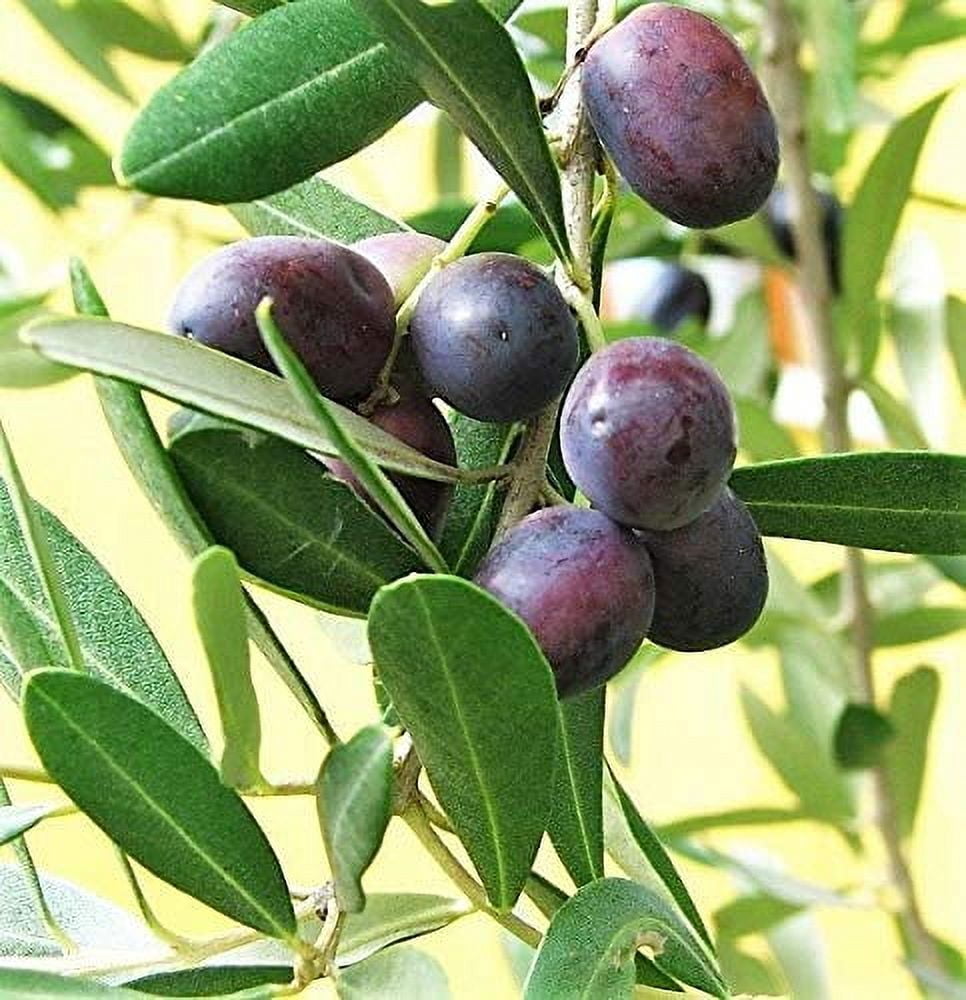 10 CANINO Olive Tree Olea Europaea Canino Edible European Common Green ...