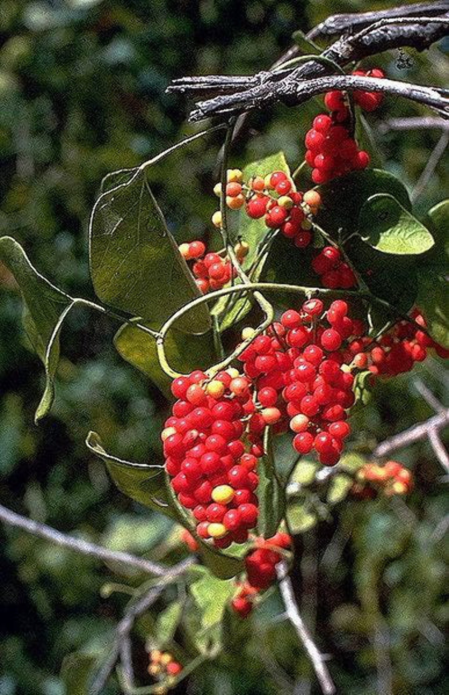 10 CAROLINA MOONSEED Snailseed / Coralbeads Flower Vine Cocculus ...