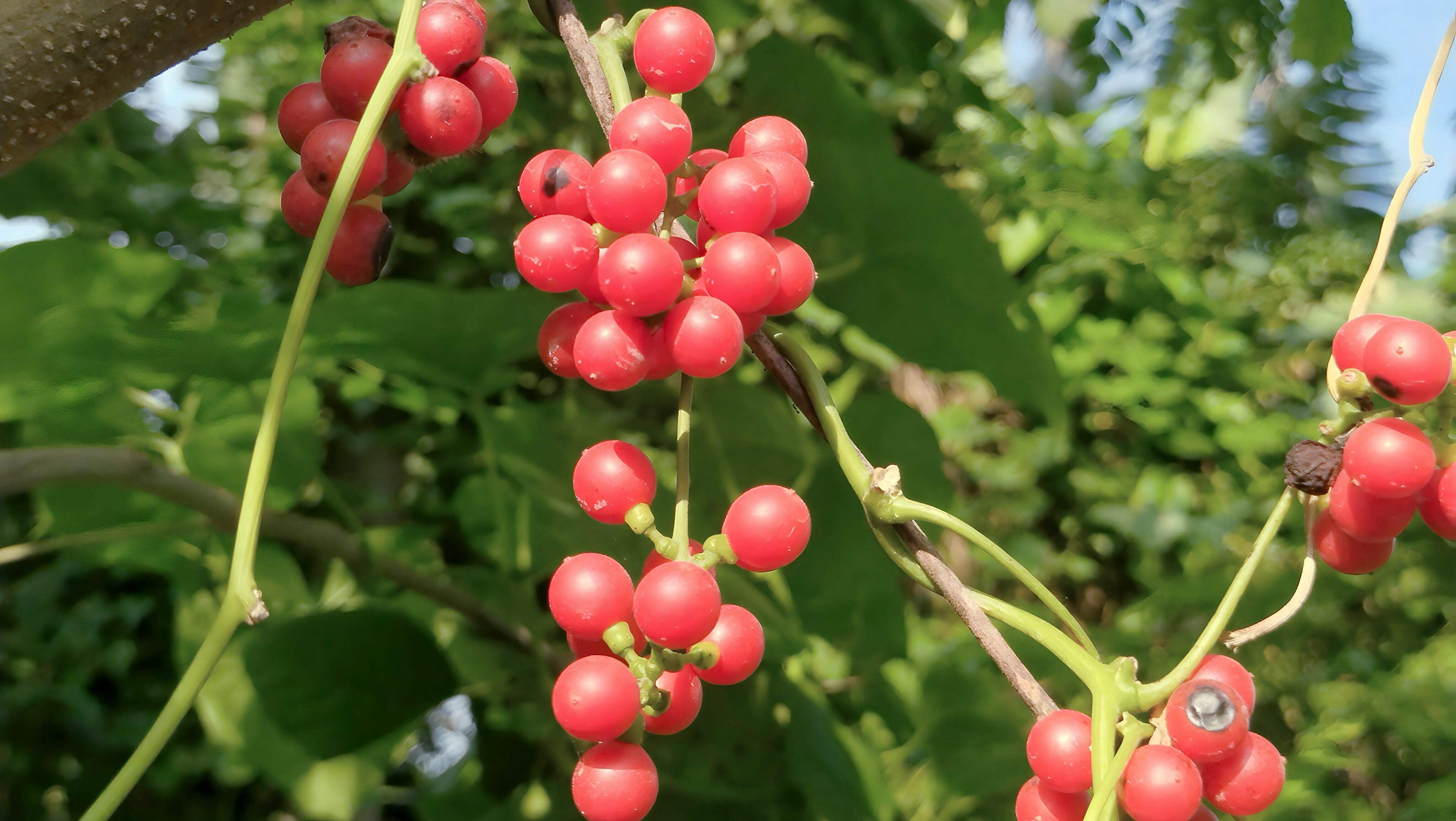 10 CAROLINA MOONSEED Snailseed / Coralbeads Flower Vine Cocculus ...