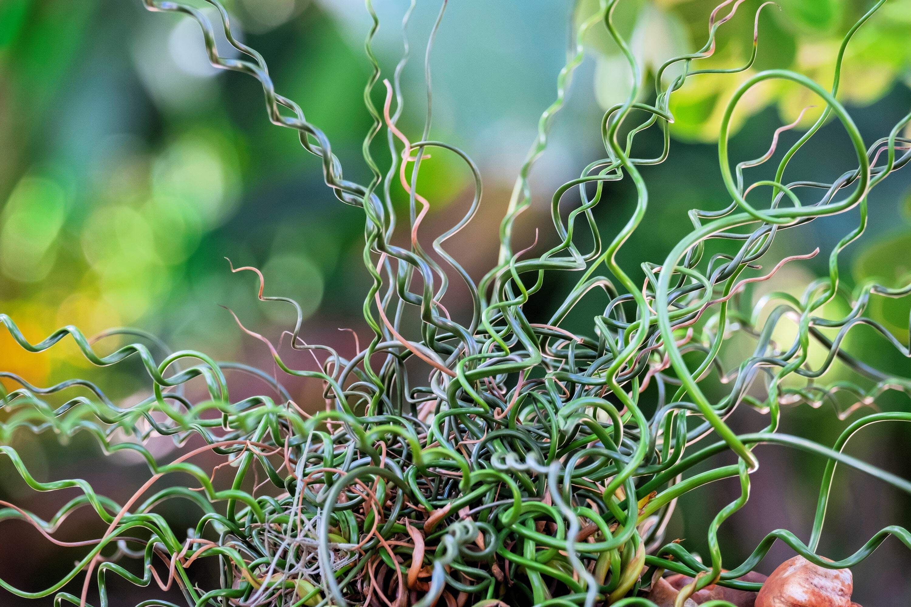 10 CORKSCREW RUSH Spiral Grass Juncus Effusus Spiralis Wetland Pond ...