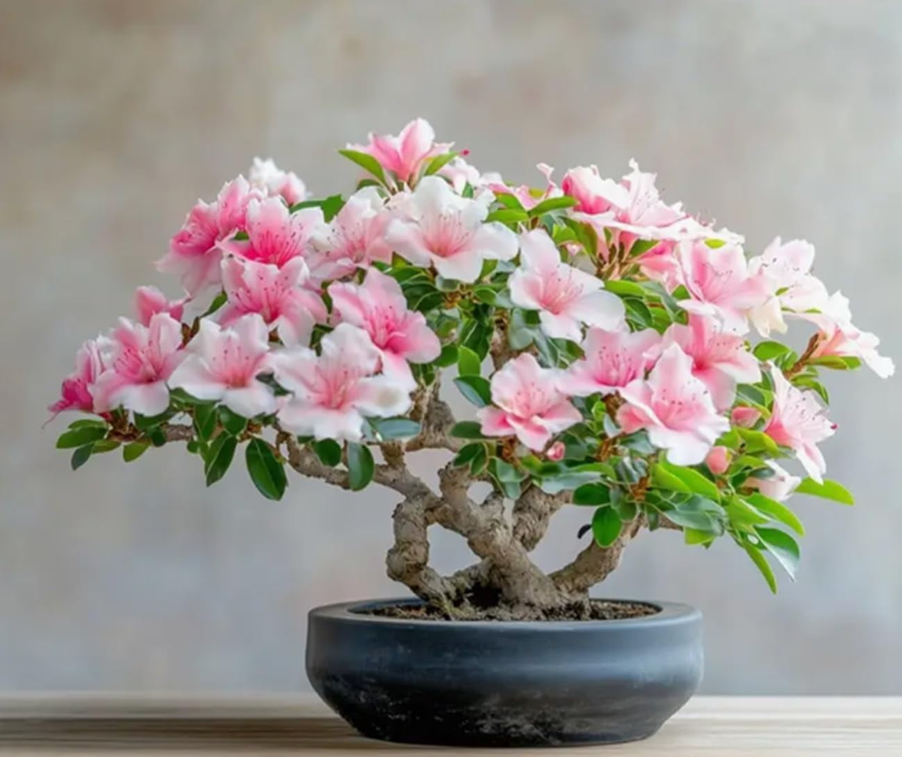 10 Carolina Azalea Flower Seeds for Planting - Rhododendron - Walmart.com