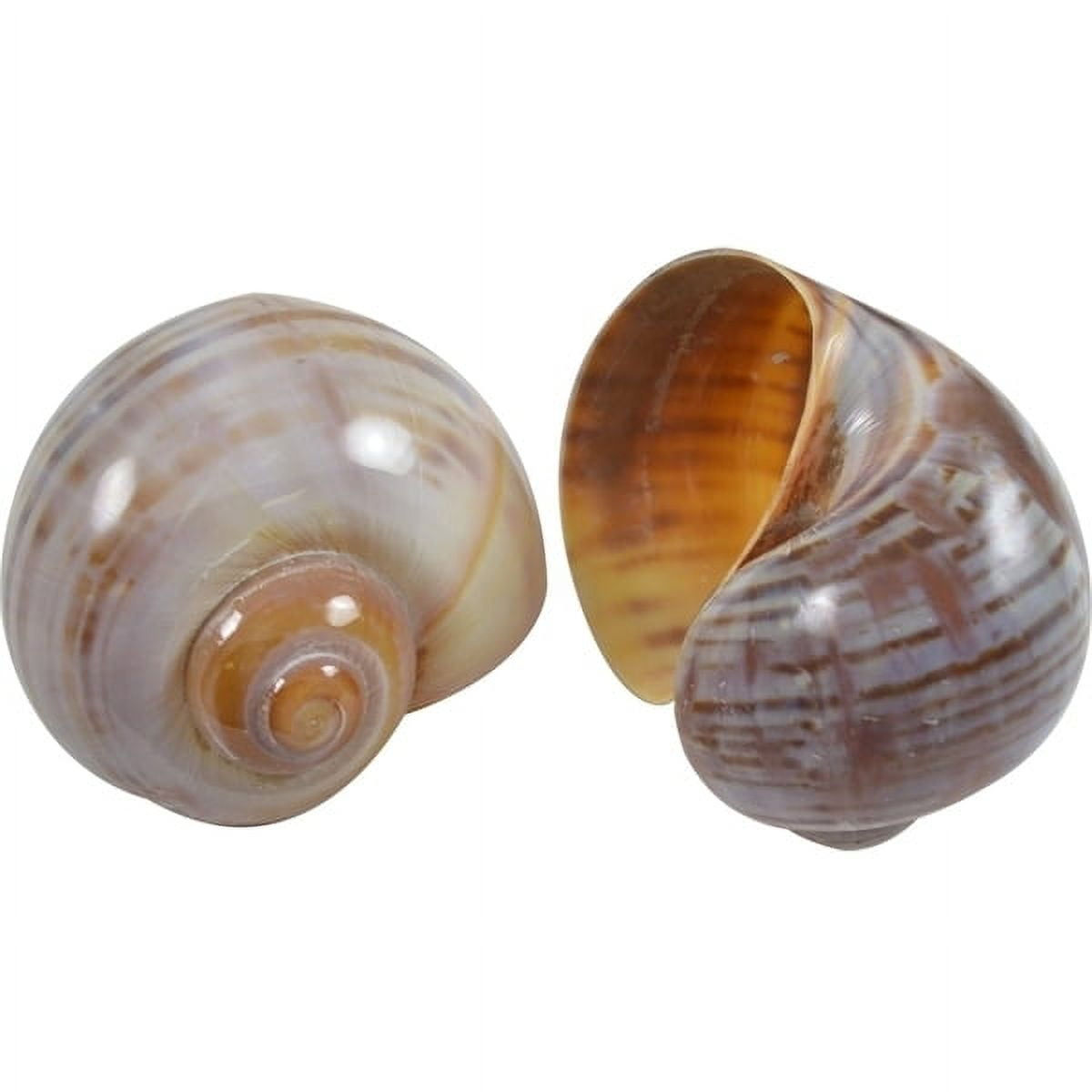 10 Cherry Land Snail Striped Shells 2.5-3" (Set of 10) - Walmart.com