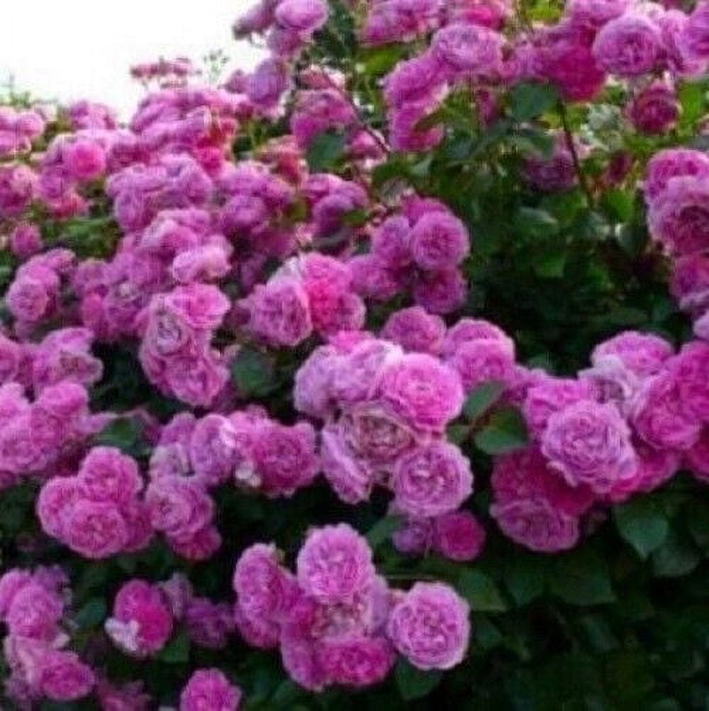 10 Climbing Purple Rose Seeds Flower Bush Perennial Shrub Flowers Seed ...
