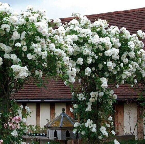 10 Climbing White Rose Seeds Flower Bush Perennial Bloom Shrub Flowers ...