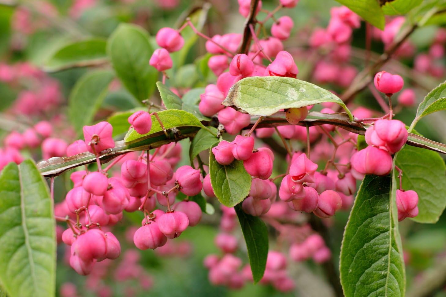 10 Cork Spindle Shrub Seeds - Euonymus phellomanus - Walmart.com