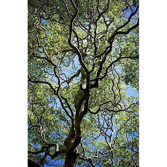 CZ Grain - 10 Live Corkscrew Willow Tree Cuttings - Fast Growing ...