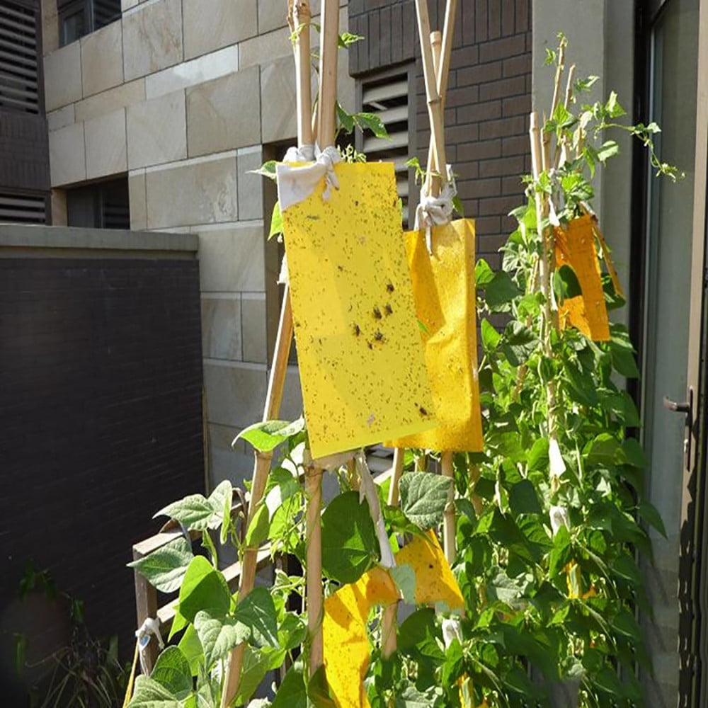 10 Count Dual Yellow Sticky Traps for Flying Plant Insect Like Fungus ...