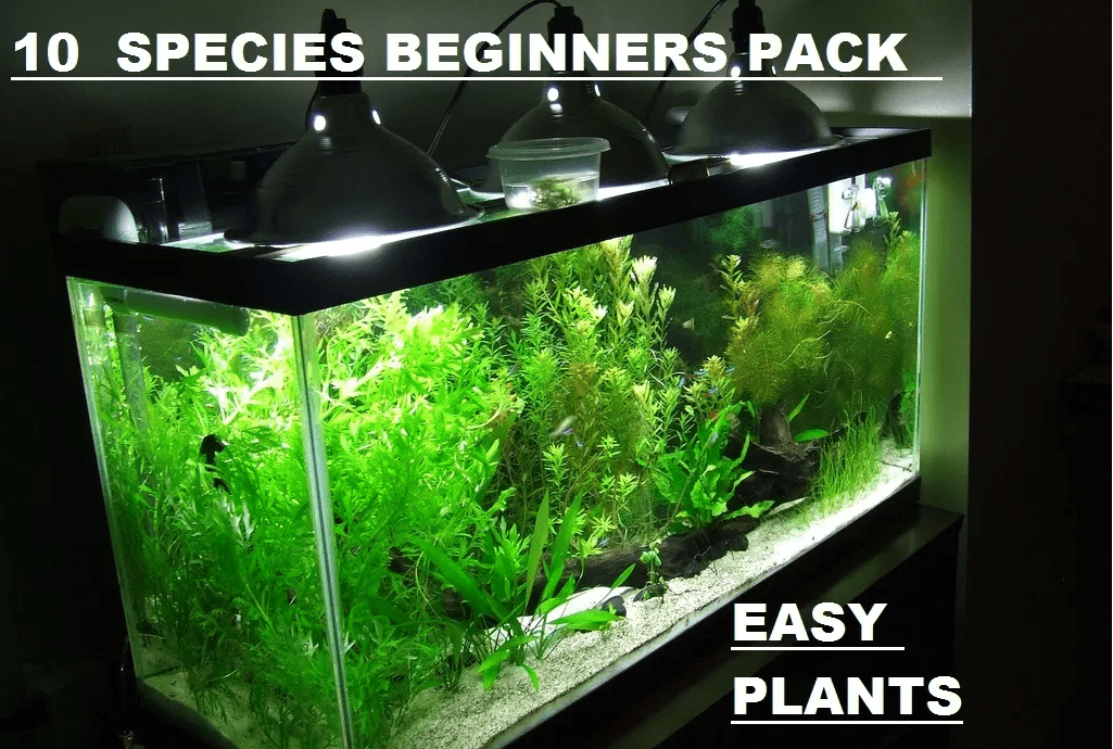10 DIFERENT SPECIES 50+ Stems FULL 30g Planted Tank Easy Beginner ...