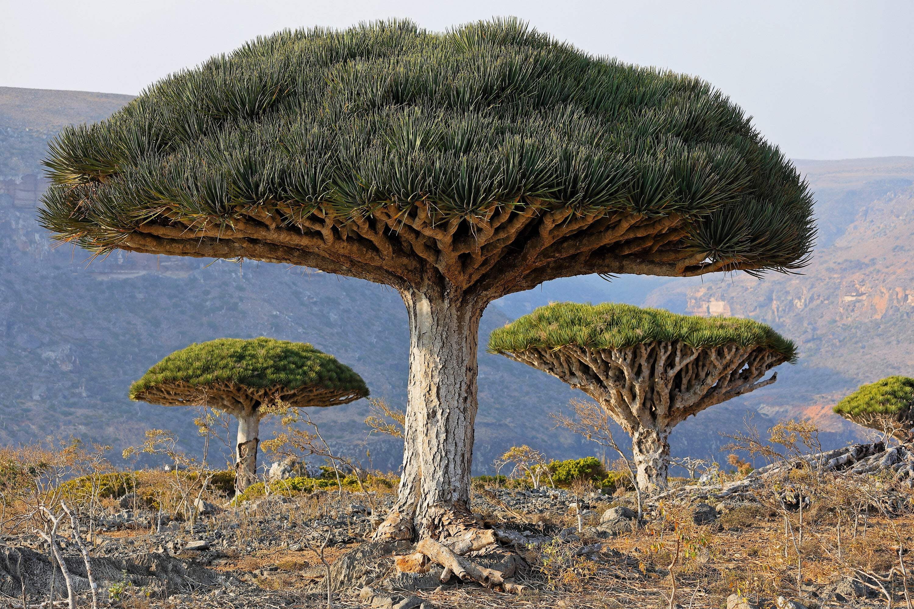 10 DRAGON TREE Dracaena Draco Canary Island Drago Blood Asparagus Yucca ...