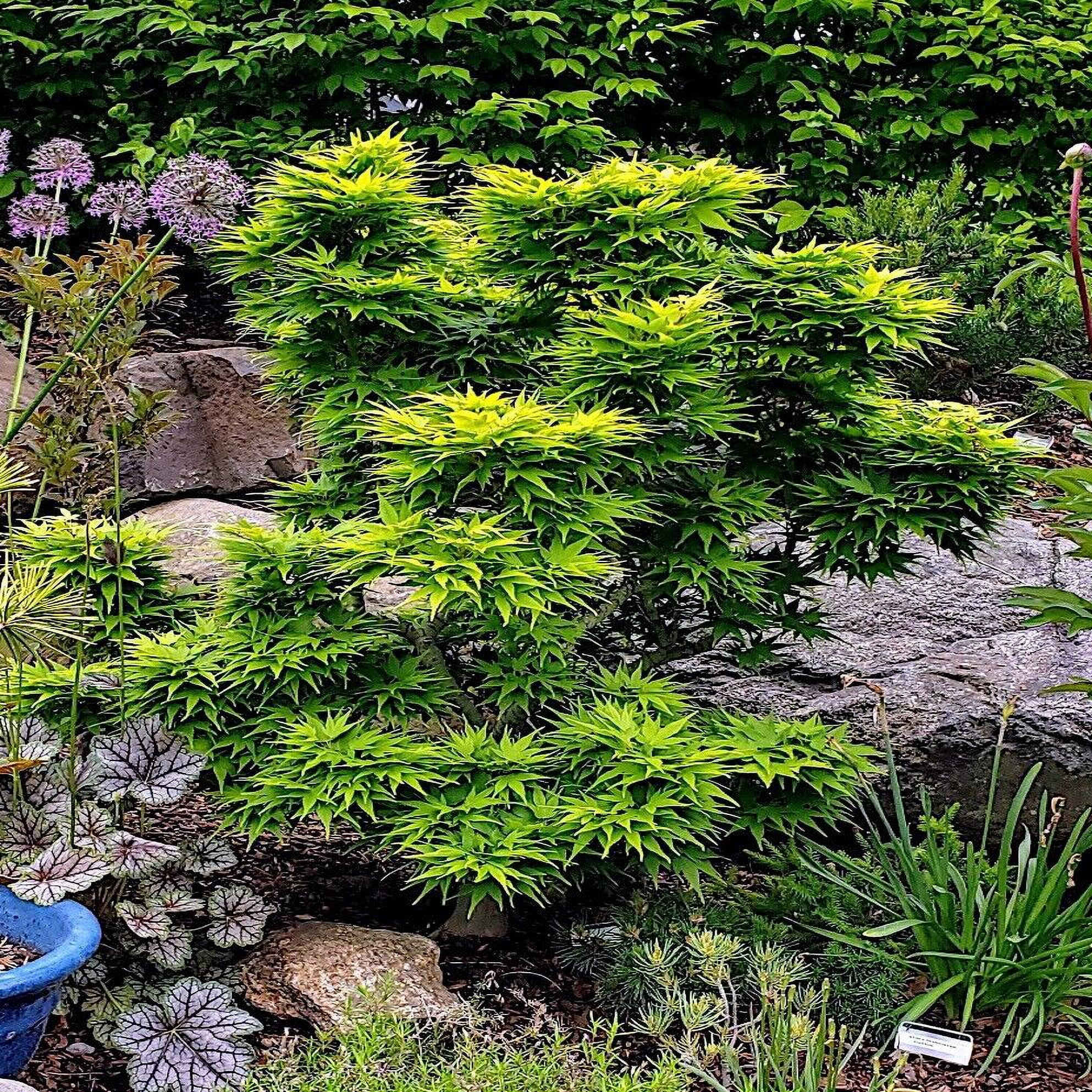 10 "DWARF" Japanese Maple Tree Seeds (Mikawa yatsubusa) UNIQUE Hemp ...
