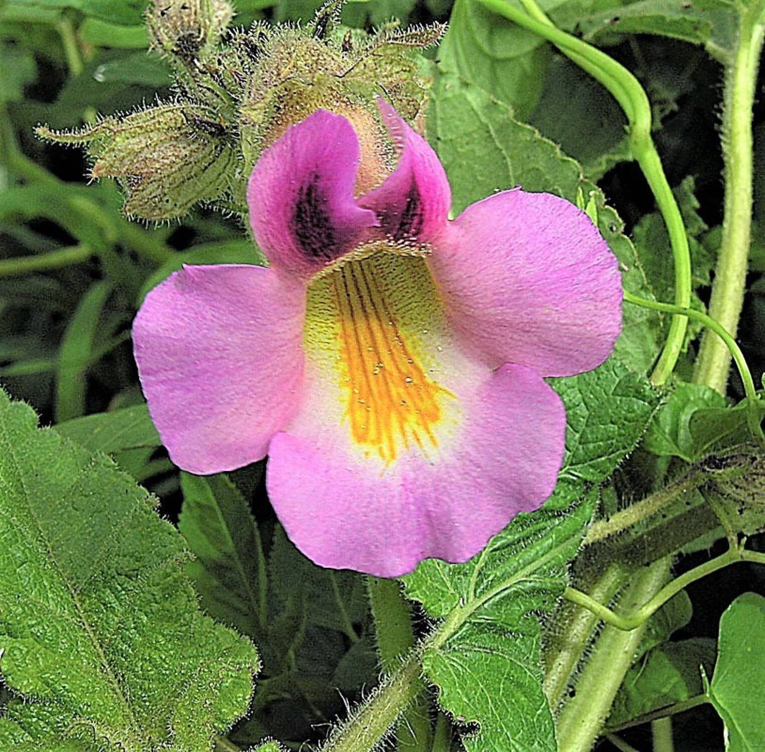 10 Dwarf Unicorn Plant Annual Outdoor Seeds, aka Devil's Claw or Devil ...
