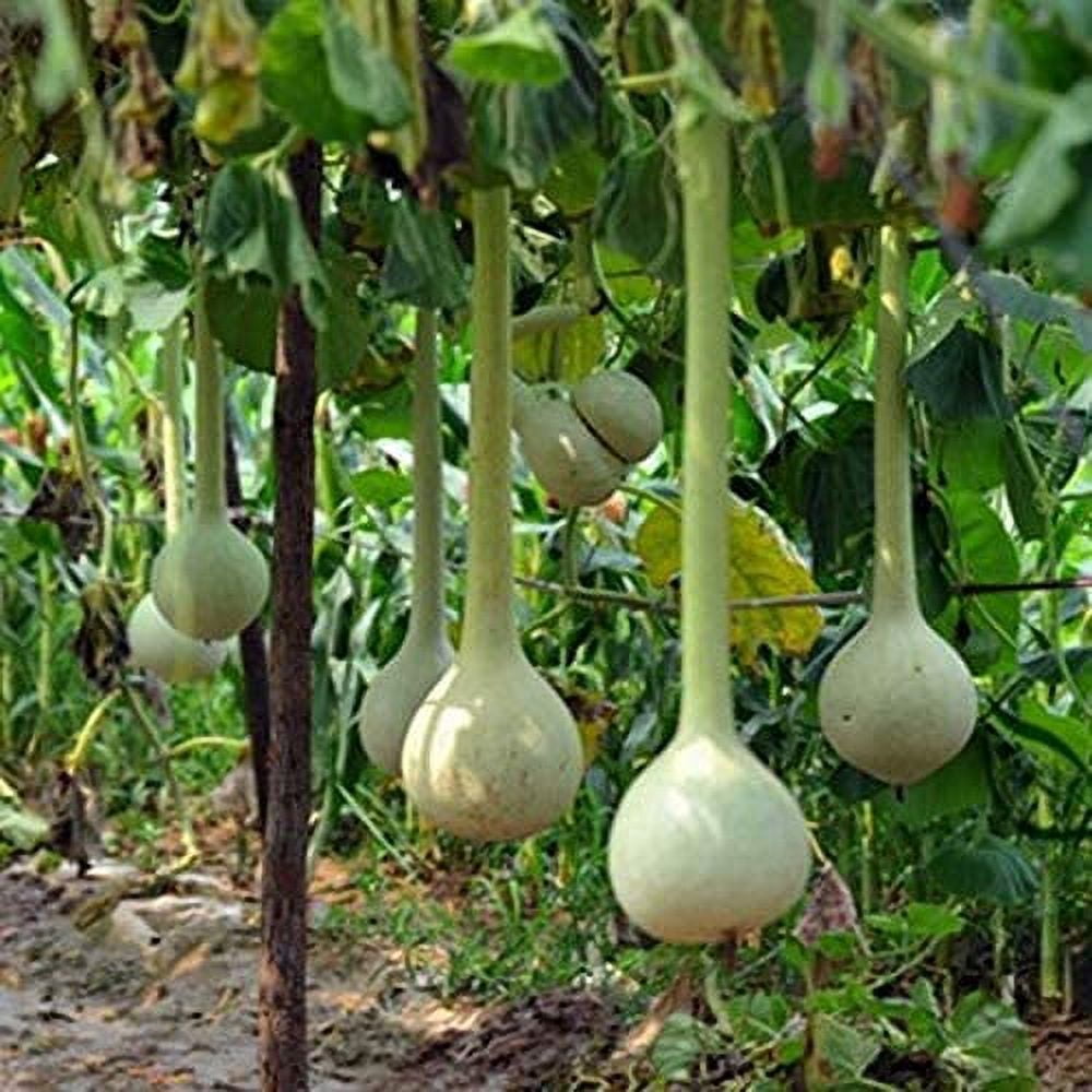 10 Dipper Gourd Seeds - Walmart.com