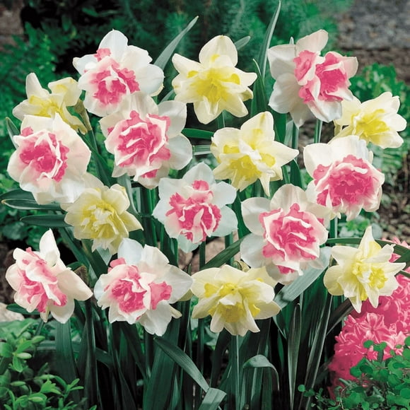 Daffodil Bulbs in Plant Bulbs - Walmart.com