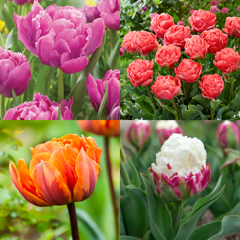 10 Double Peony Tulip Bulbs, Mixed Bulbs for Fall Planting, Indoor ...