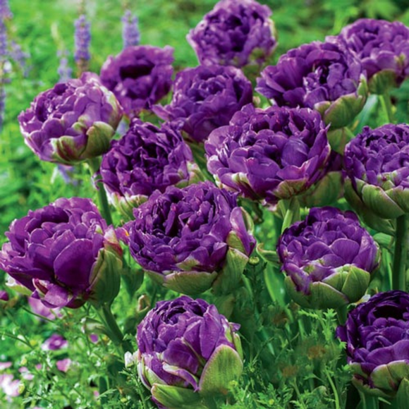 Peony Bulbs in Plant Bulbs - Walmart.com