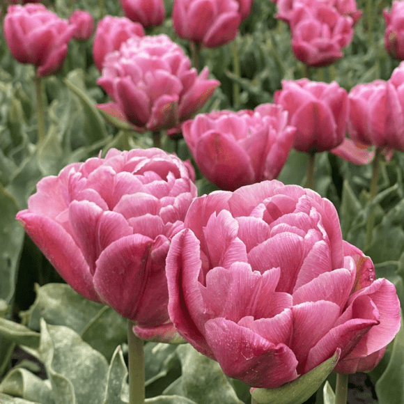 Peony Bulbs in Plant Bulbs - Walmart.com